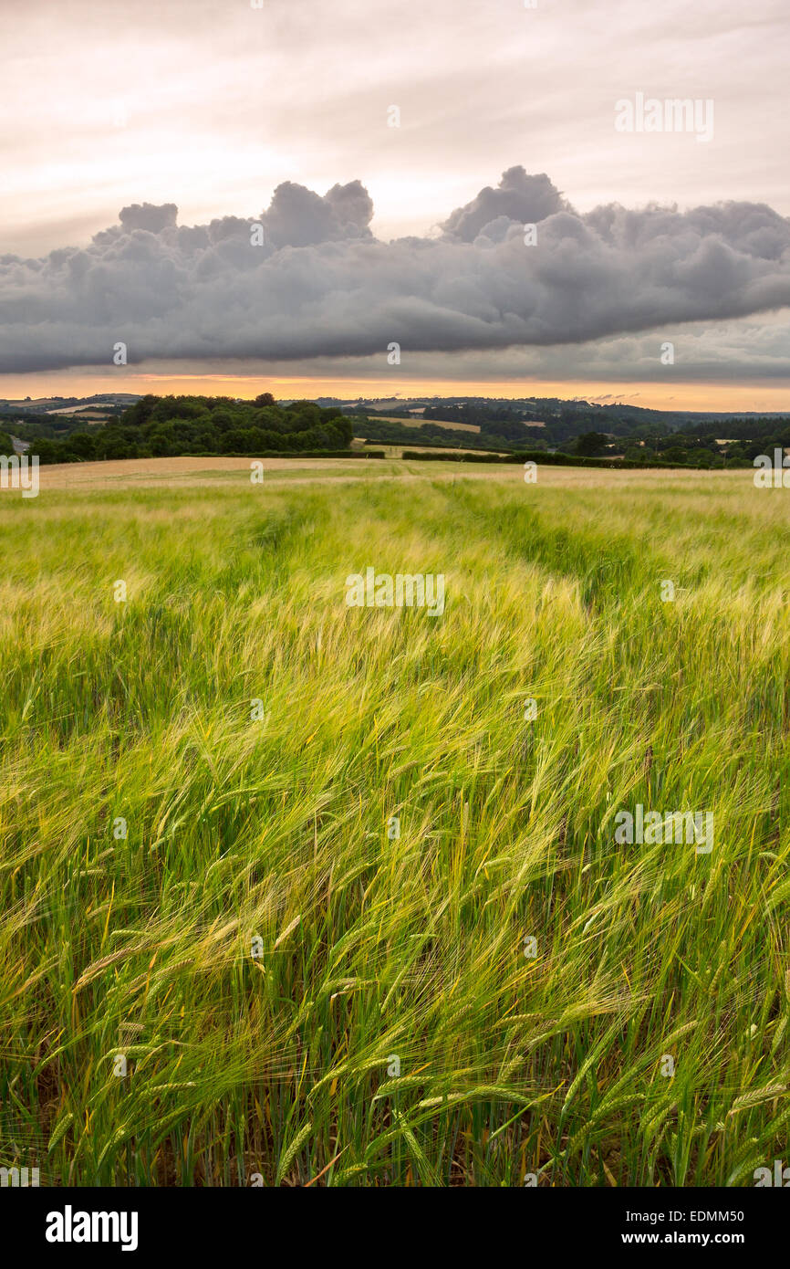 Barley field at sunset Stock Photo - Alamy