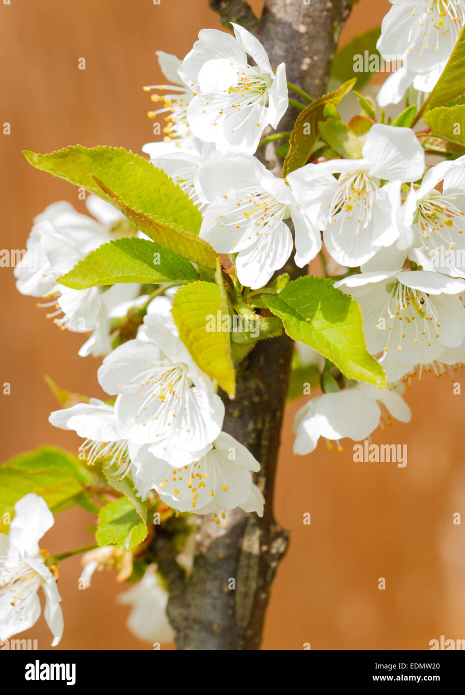 Sapling and blossom hi-res stock photography and images - Alamy