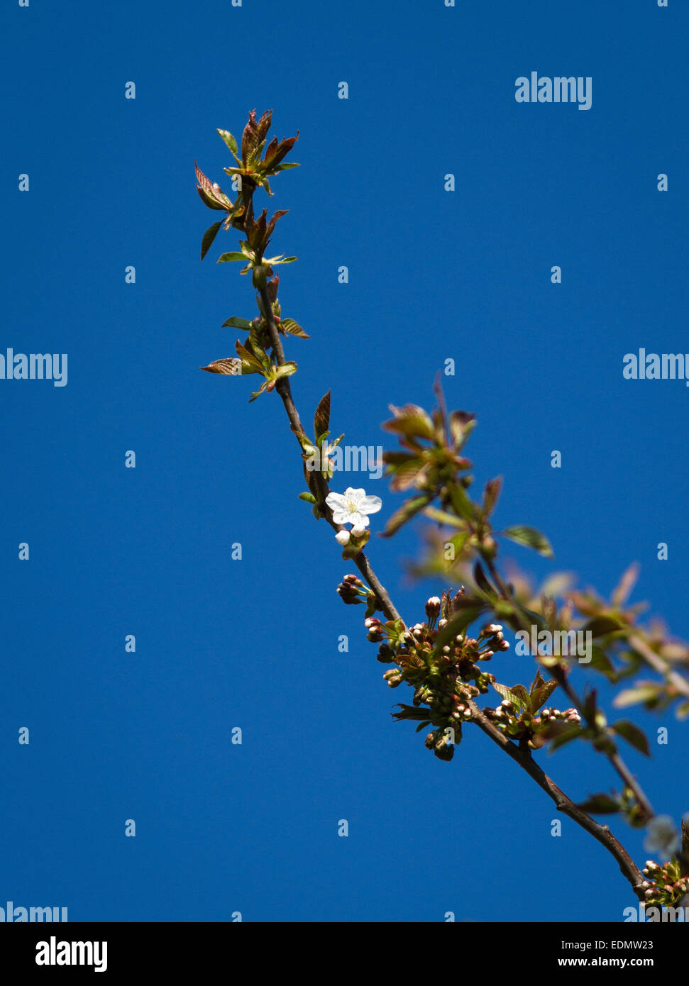A branch with buds and flowers showing the new Spring growth against a ...