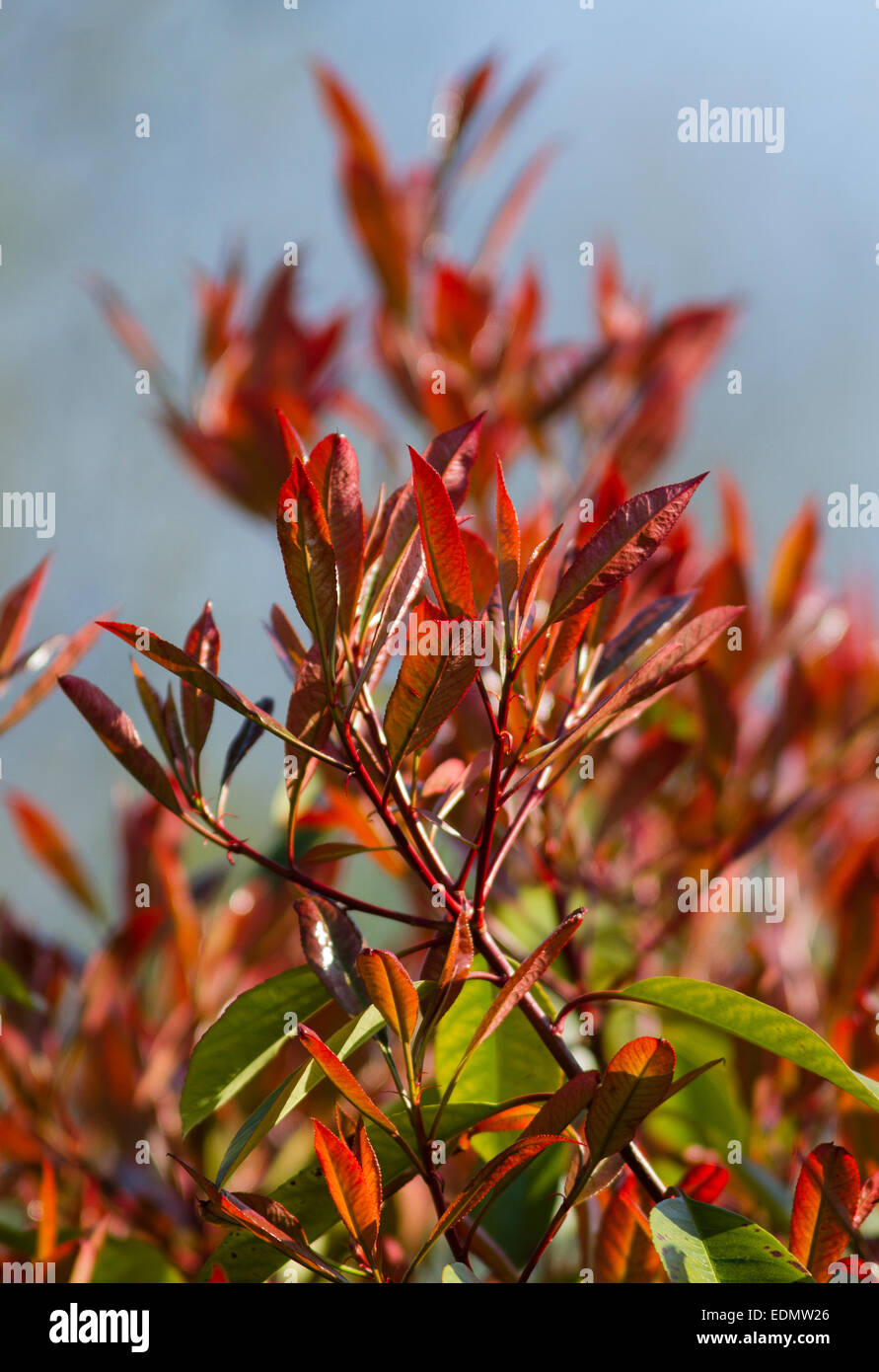 Spring growth on a red robin shrub Stock Photo - Alamy