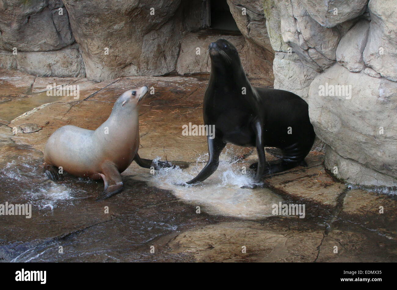 Male and female California sea lion (Zalophus californianus Stock Photo ...