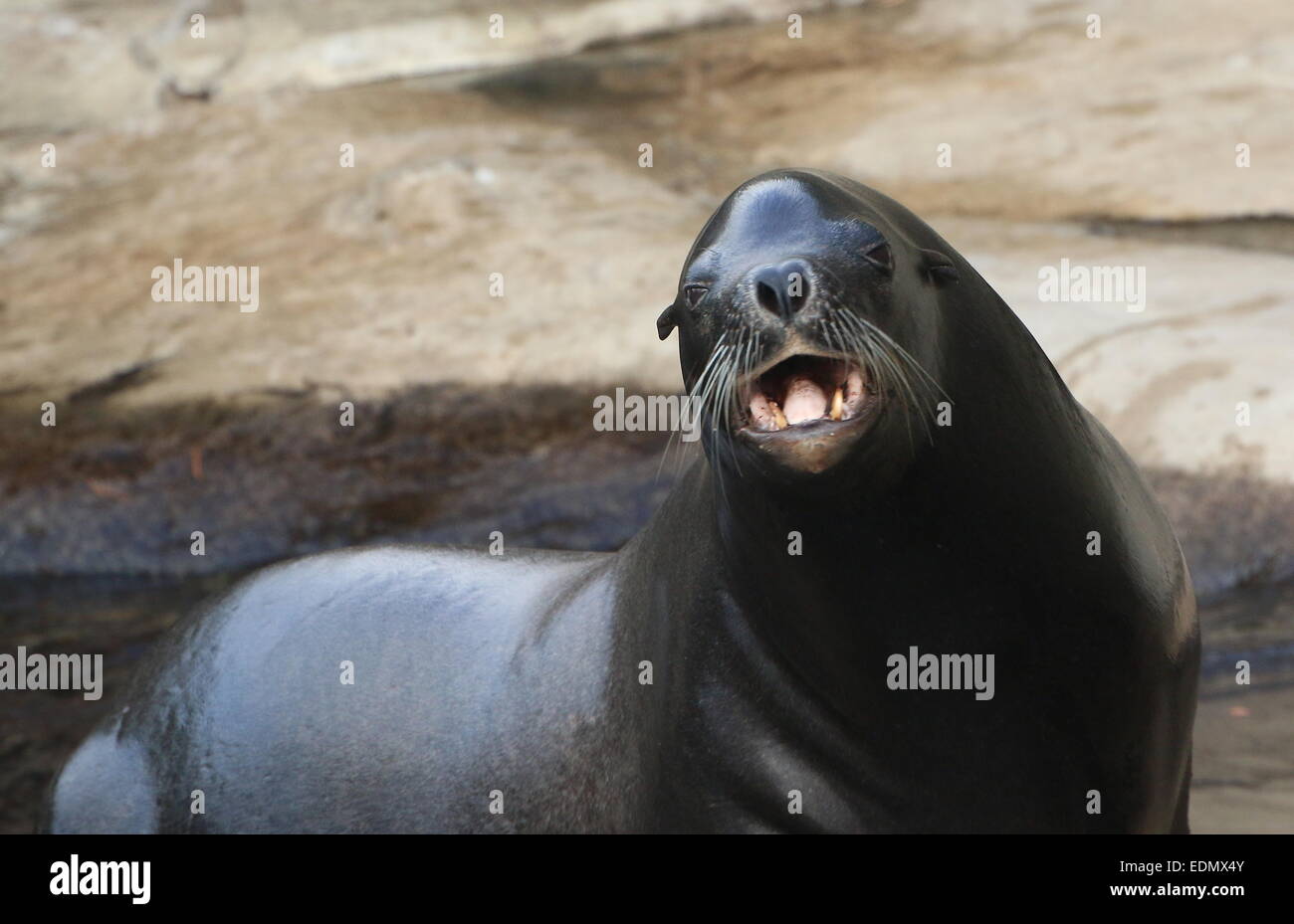 California sea lion (Zalophus californianus) facing camera, bellowing ...