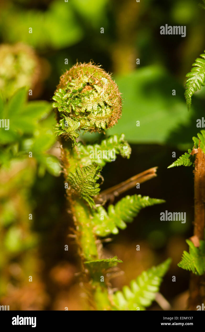 A growing garden fern uncoiling in Spring Stock Photo - Alamy
