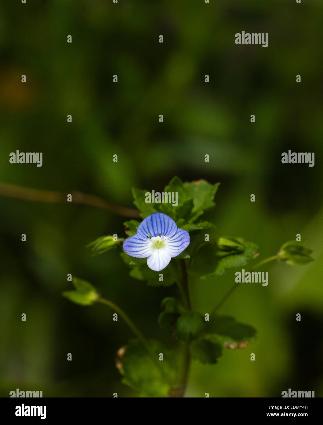 Common Field-speedwell, (Veronica persica Stock Photo - Alamy