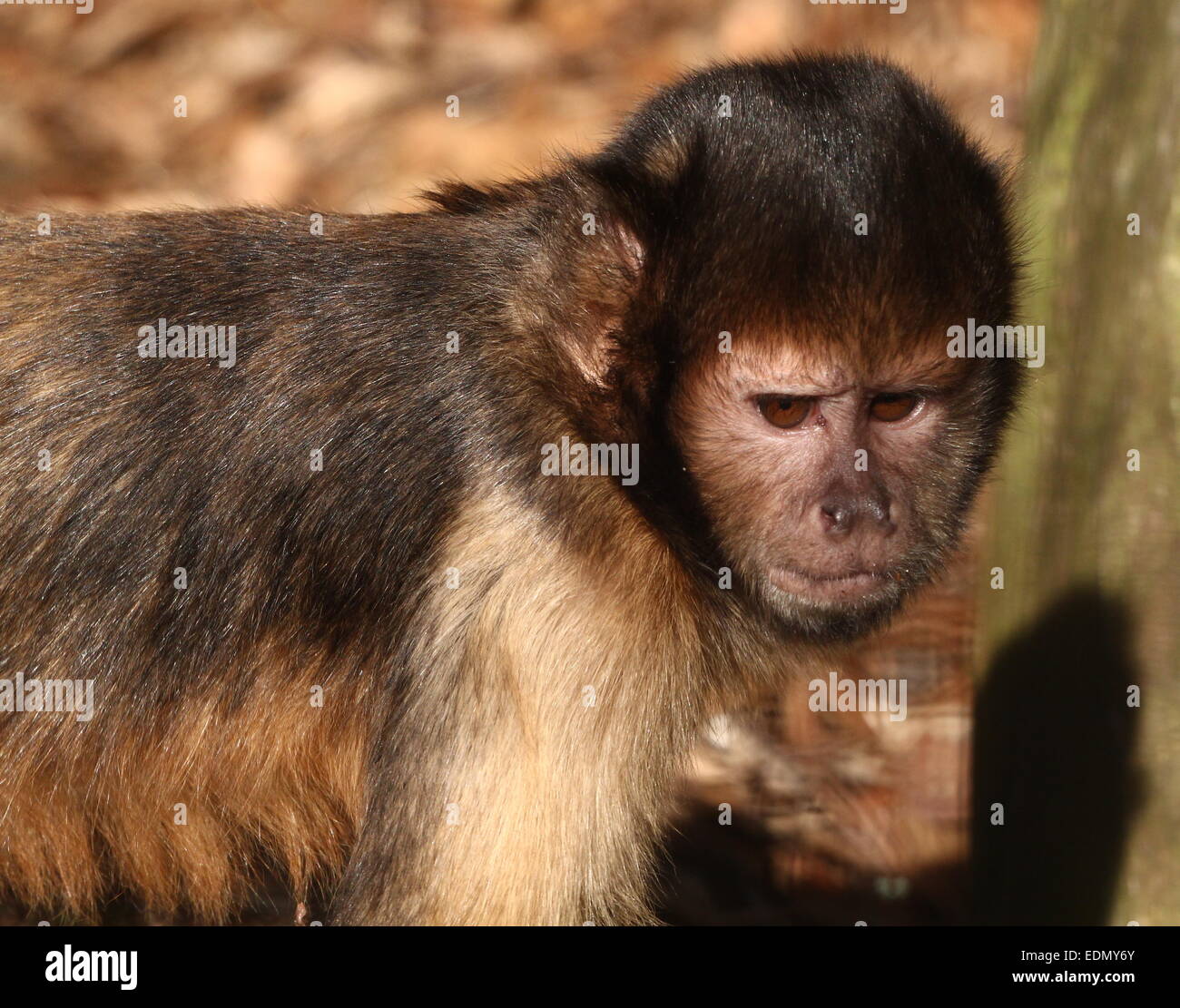 Close-up of the head of a South American Golden-bellied or -headed ...