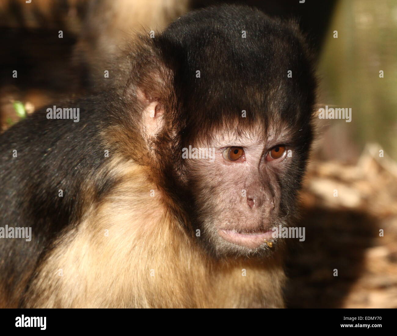 Close-up of the head of a South American Golden-bellied or -headed ...