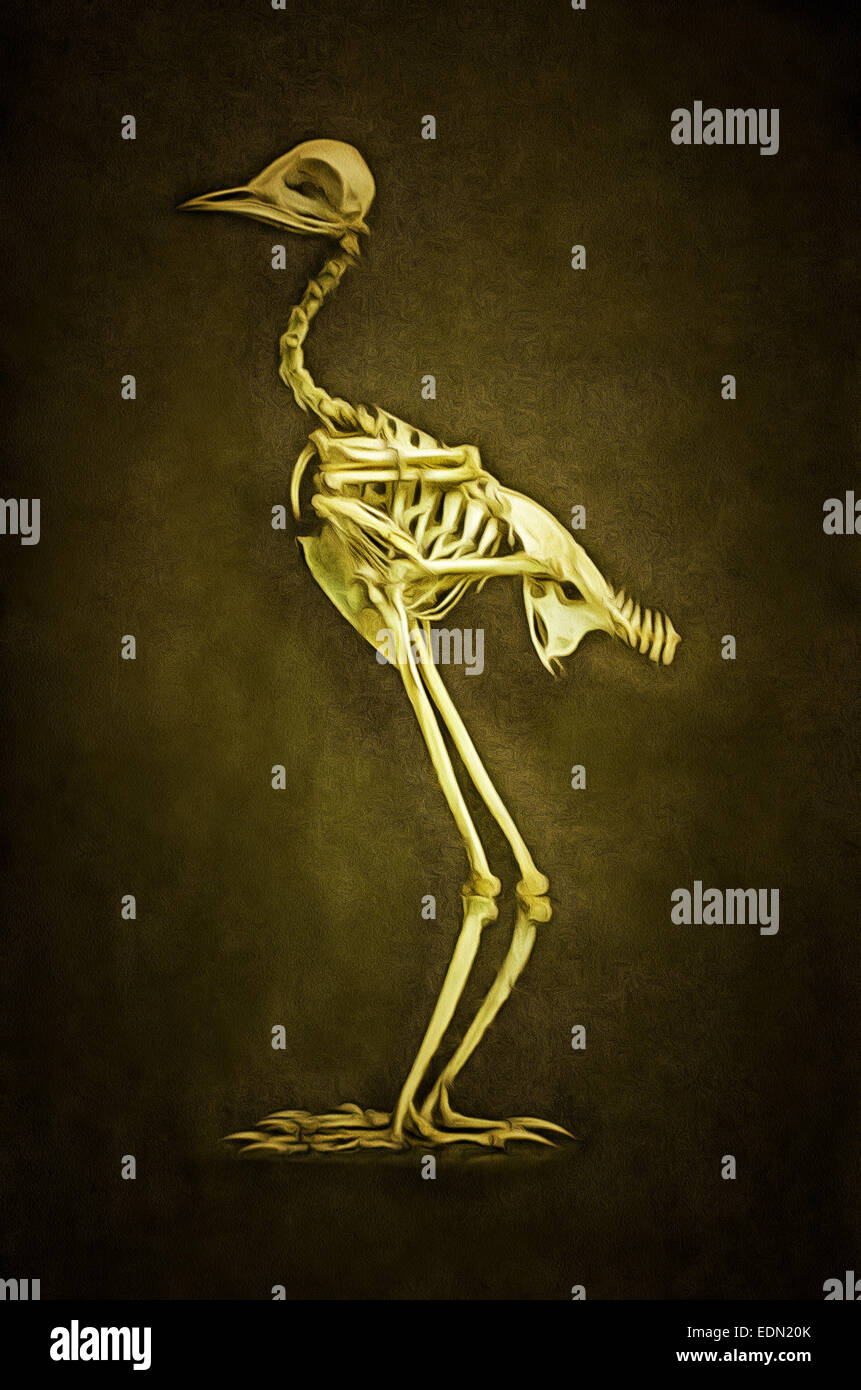 Skeleton bird illustration hi-res stock photography and images - Alamy