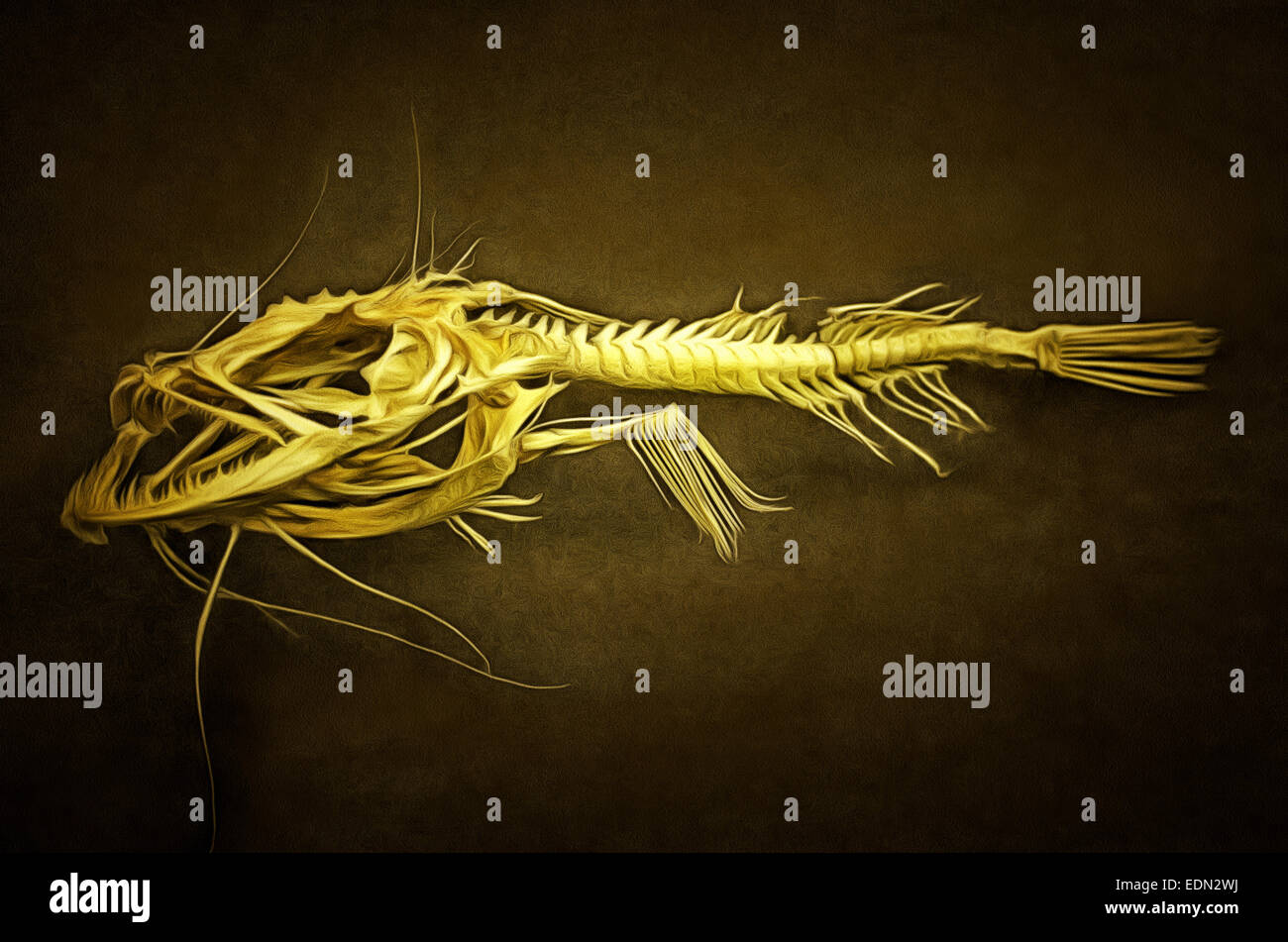 Illustrations skeleton Monkfish, painting Stock Photo - Alamy