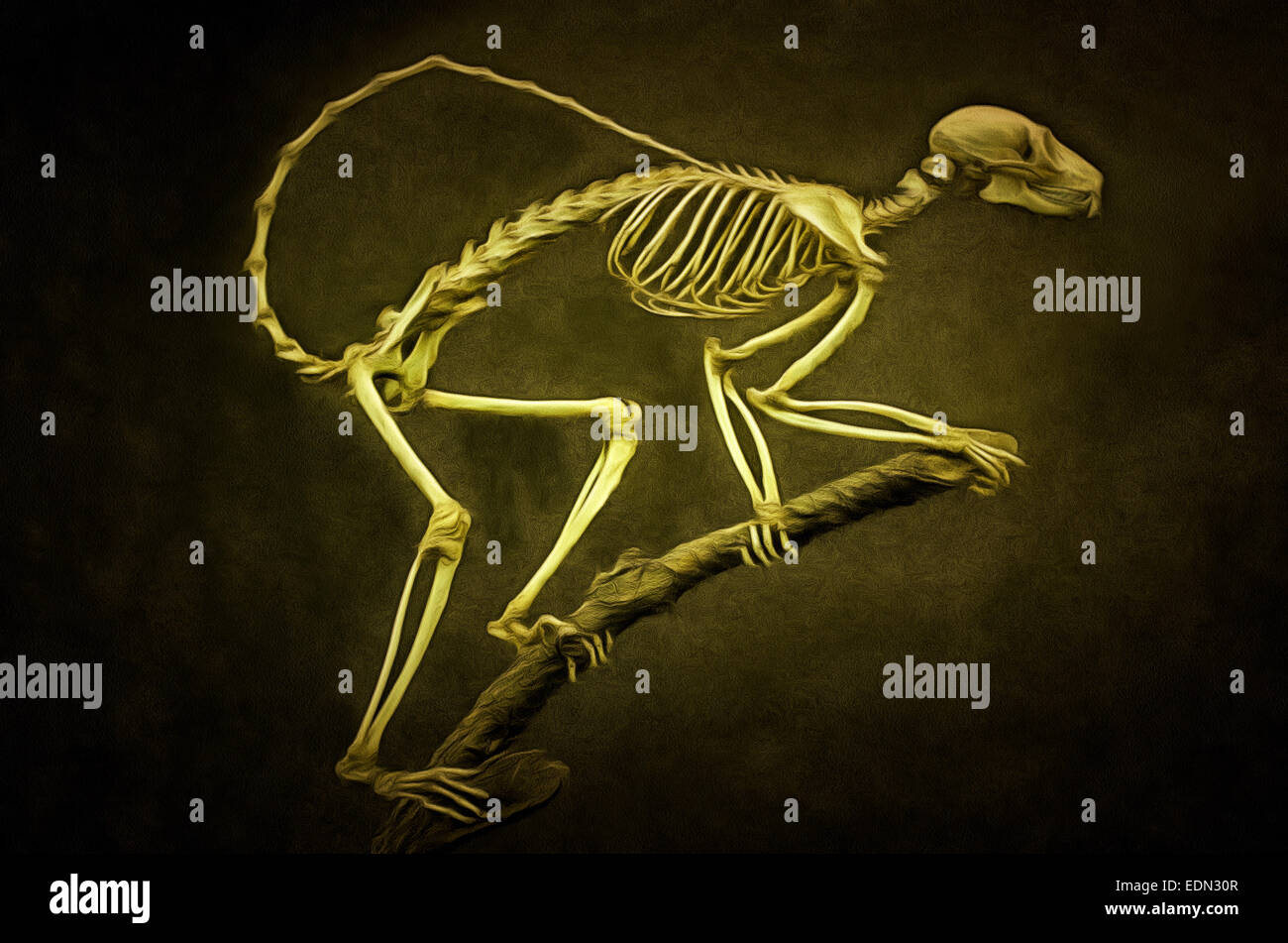 Illustration skeleton True lemur, skeleton, dead head, painting Stock ...