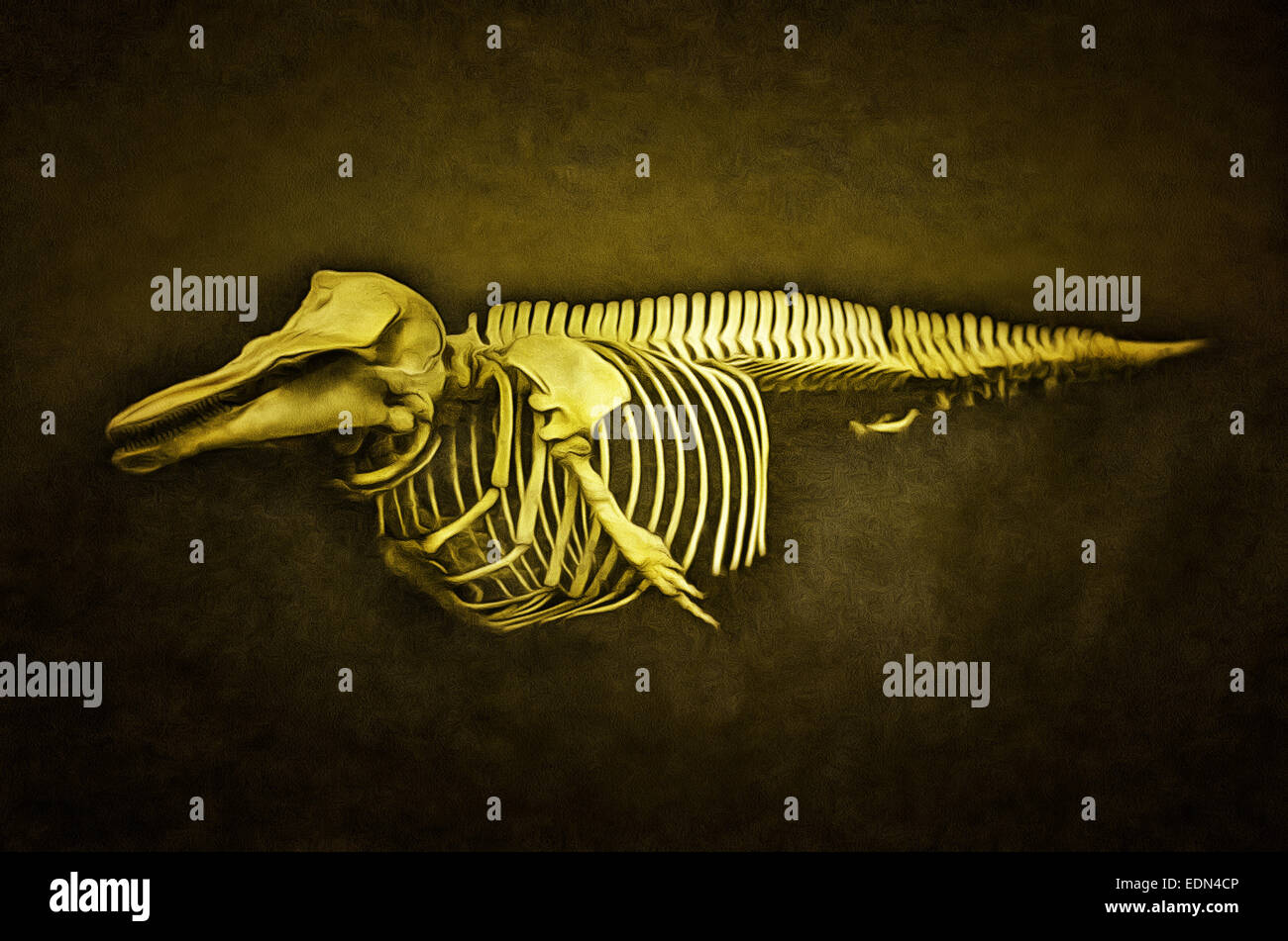 Illustration skeleton porpoise, dead head, painting Stock Photo - Alamy