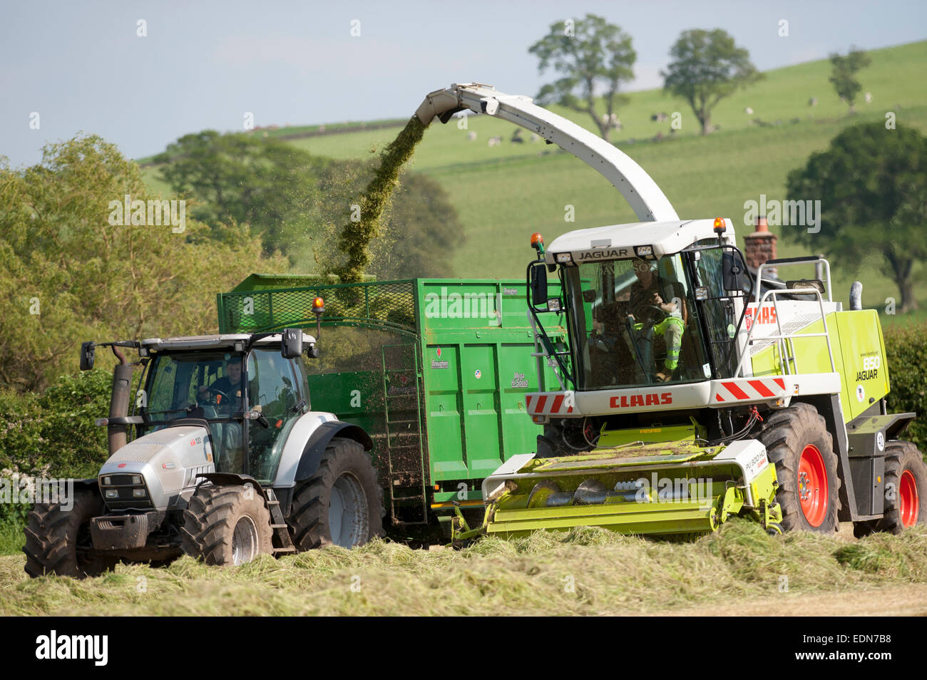 Claas Jaguar 850 self propelled forager chopping grass and loading ...