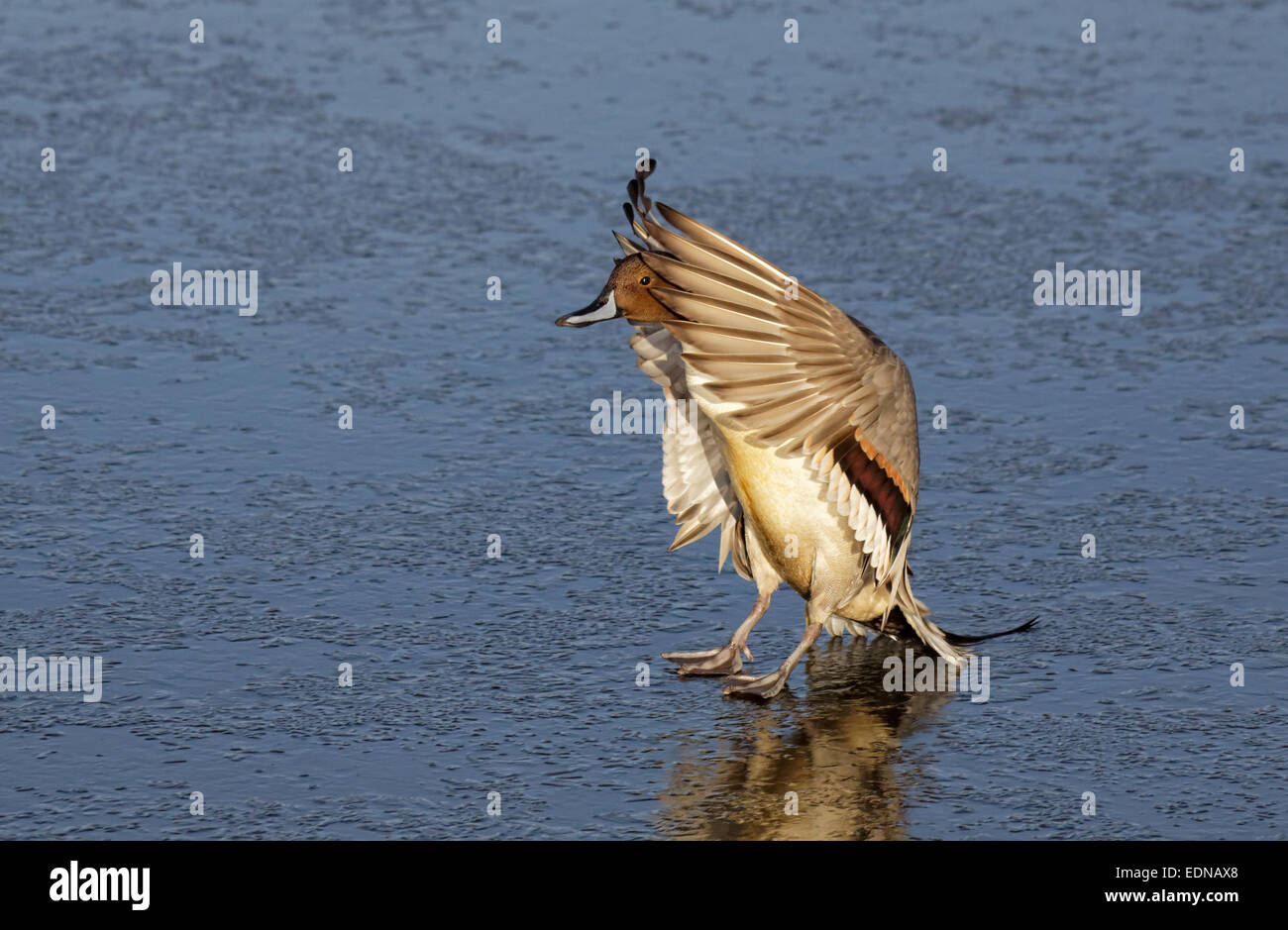 Pintail landing hi-res stock photography and images - Alamy