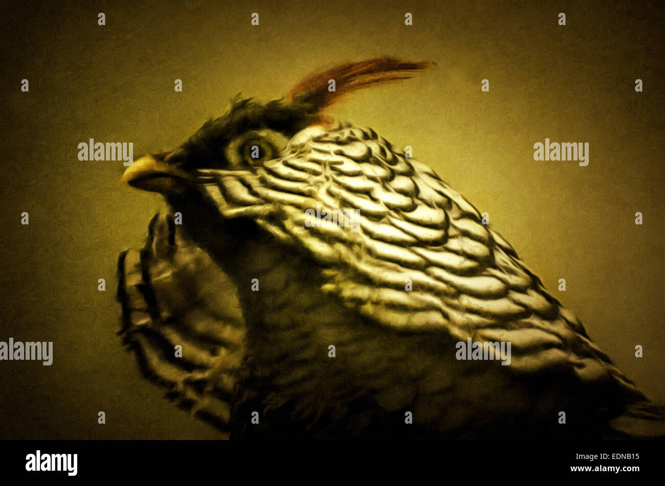 Pheasants (Phasianus), - nominative genus of the subfamily Phasianinae ...