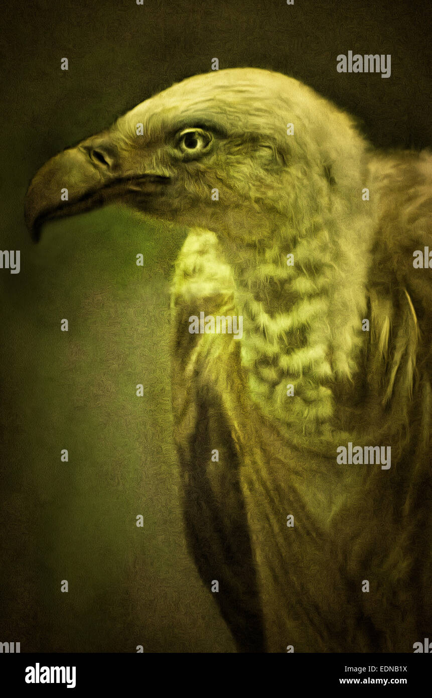 Snow vulture images hi-res stock photography and images - Alamy