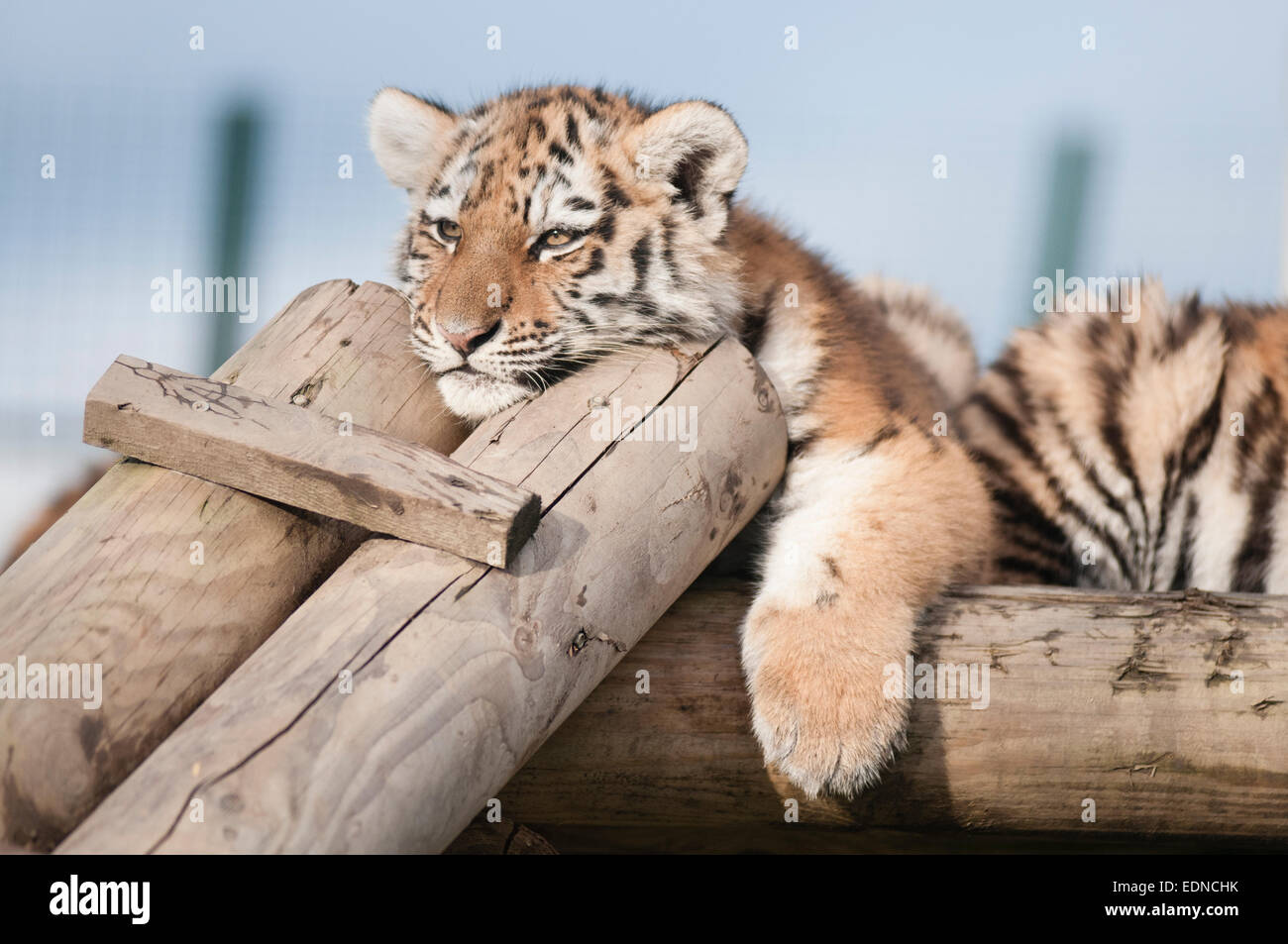 Tiger cub snoozing in the sun Stock Photo - Alamy
