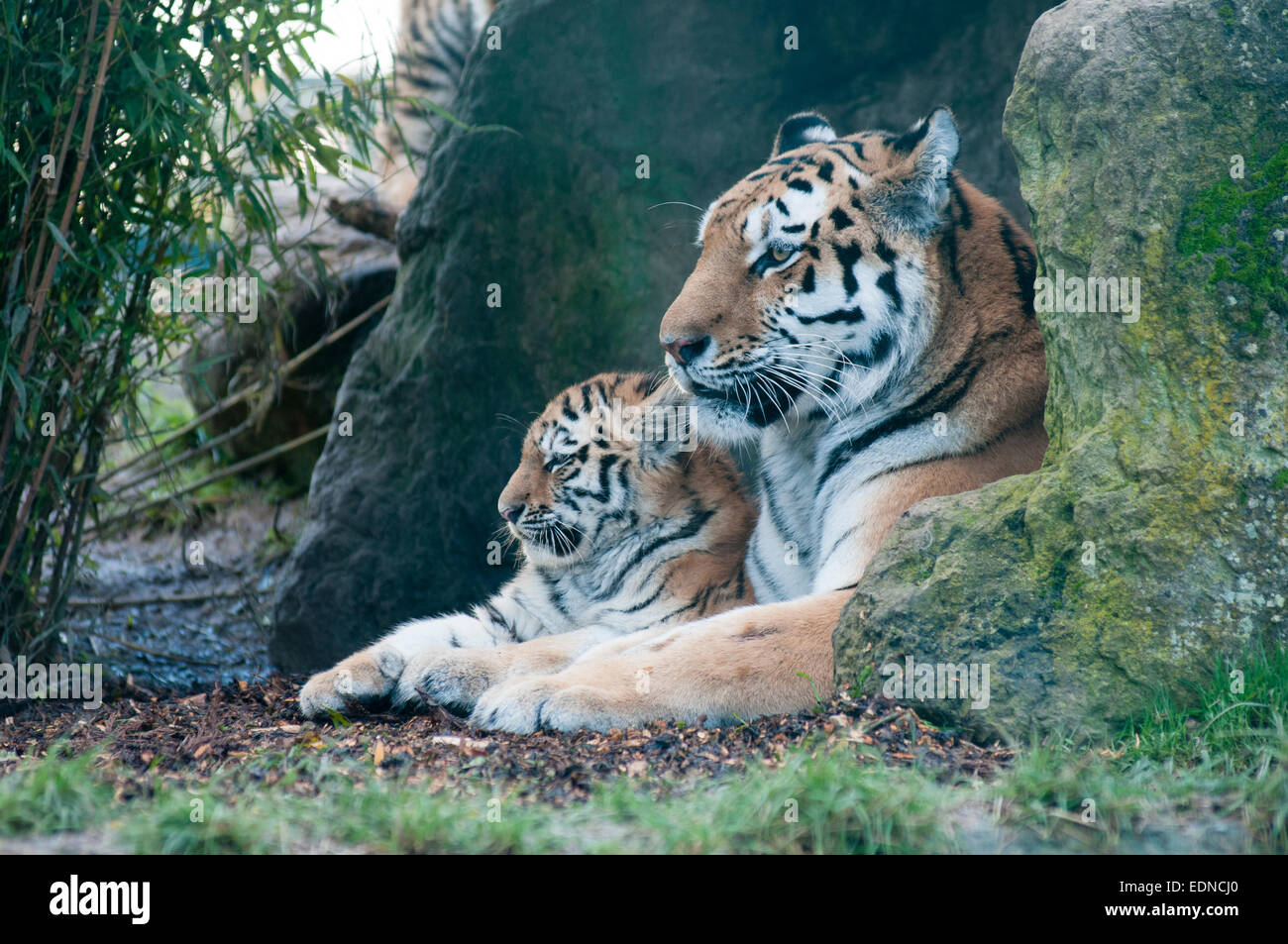 Endangered Amur tiger and her cub Stock Photo - Alamy