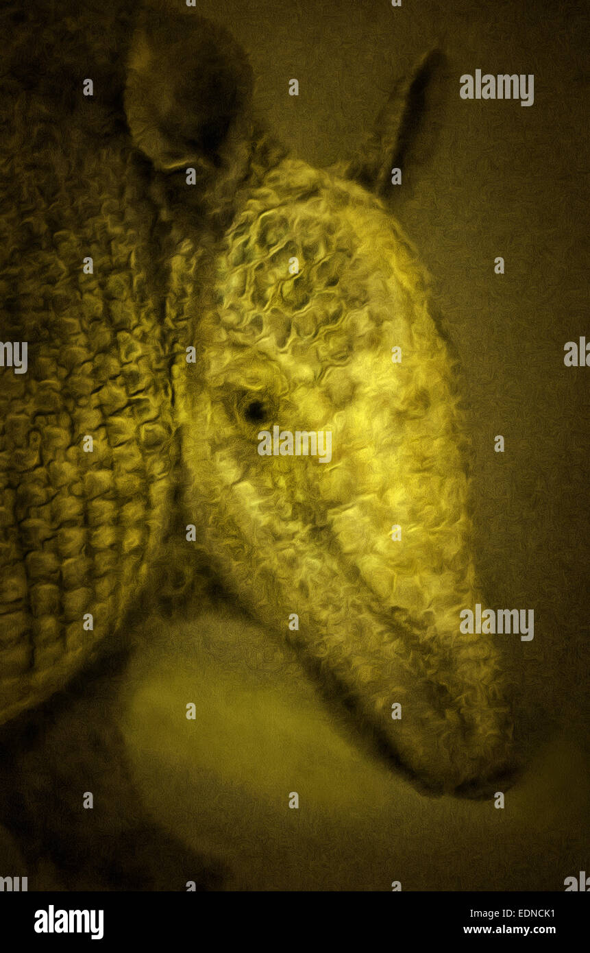 Armadillos Picture High Resolution Stock Photography and Images - Alamy