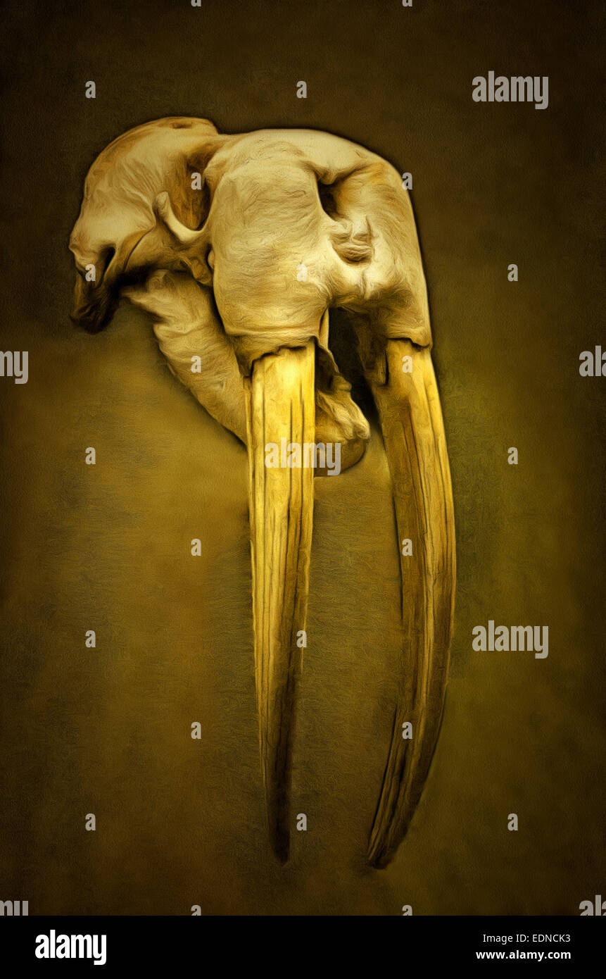 Walrus Pictures High Resolution Stock Photography and Images - Alamy