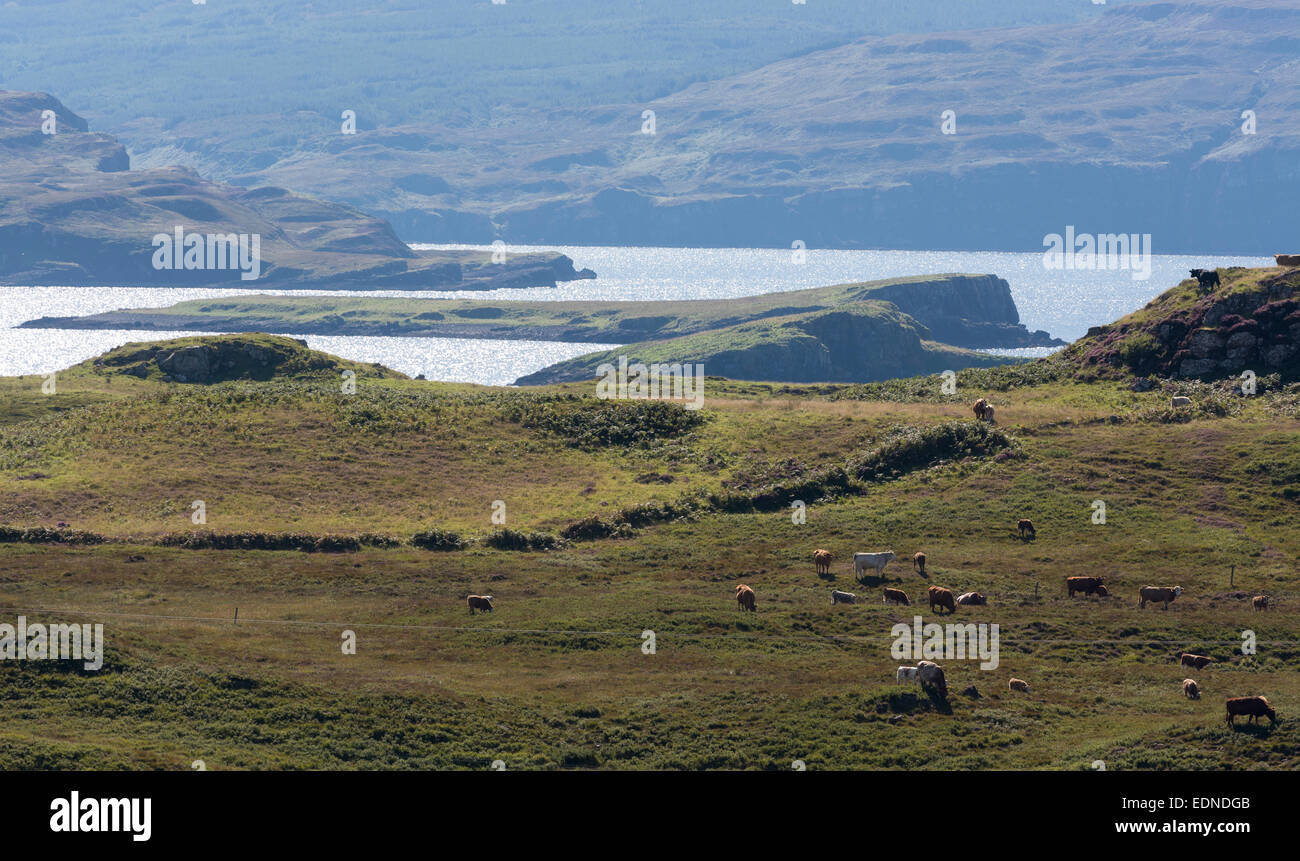 Rough grazing scotland hi-res stock photography and images - Alamy