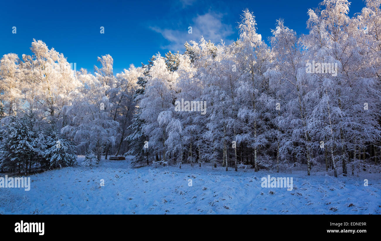 Beautiful frosted forest in winter Stock Photo - Alamy