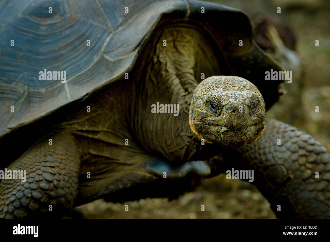 giant turtle in san cristobal galapagos Stock Photo - Alamy