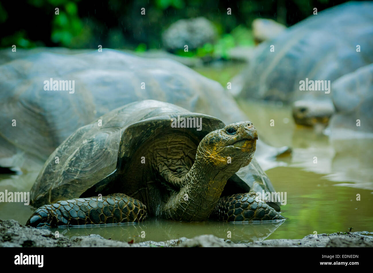 giant turtles in san cristobal galapagos islands Stock Photo - Alamy