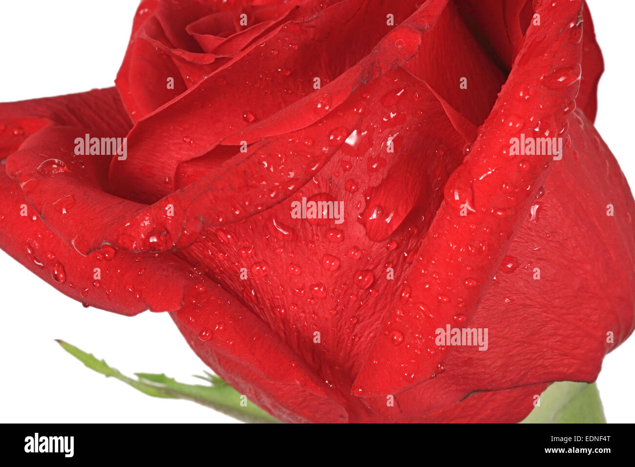Red rose with drops of water Stock Photo - Alamy