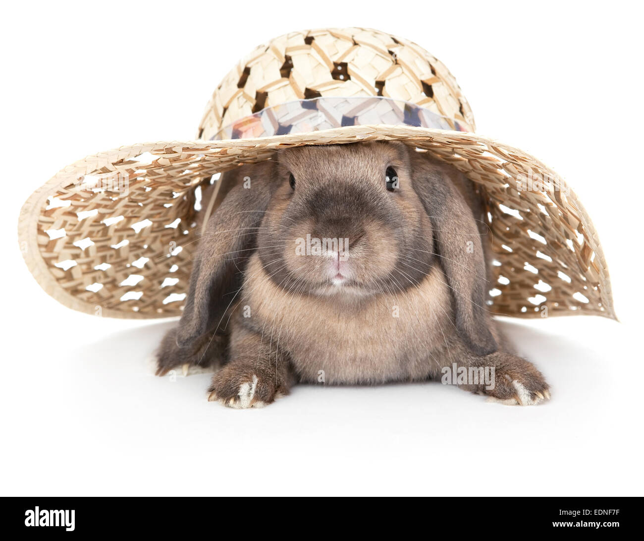 Dwarf rabbit in a straw hat Stock Photo - Alamy