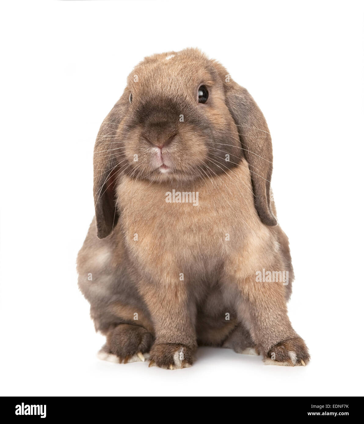 Dwarf lop-eared rabbit breeds Ram Stock Photo - Alamy