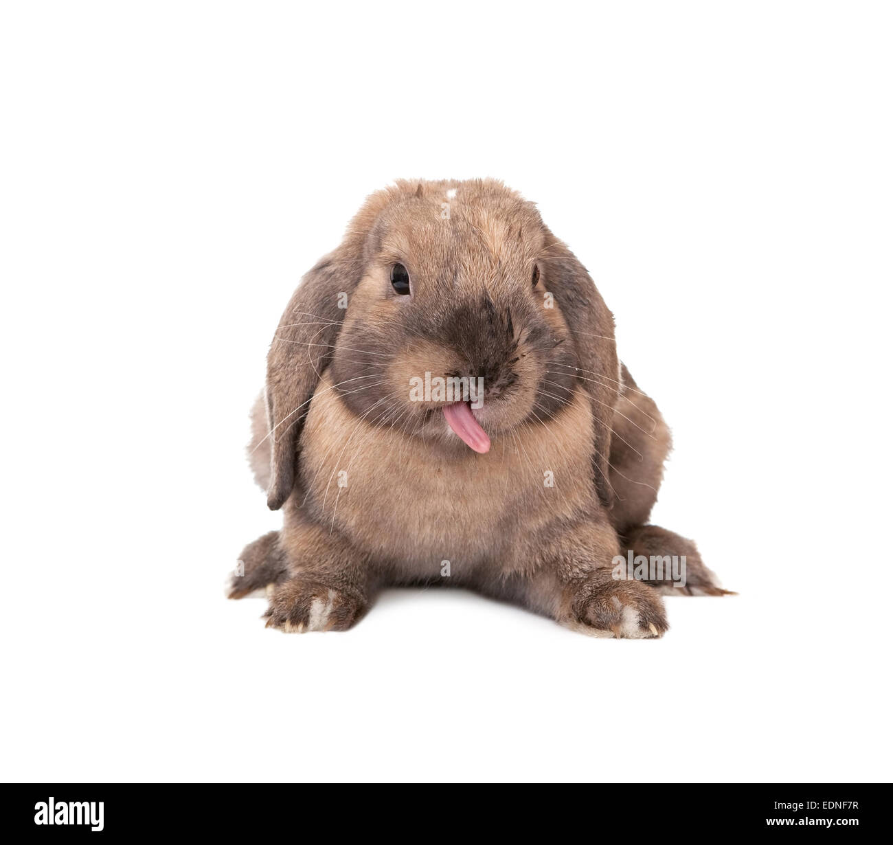 Rabbit tongue Cut Out Stock Images & Pictures - Alamy