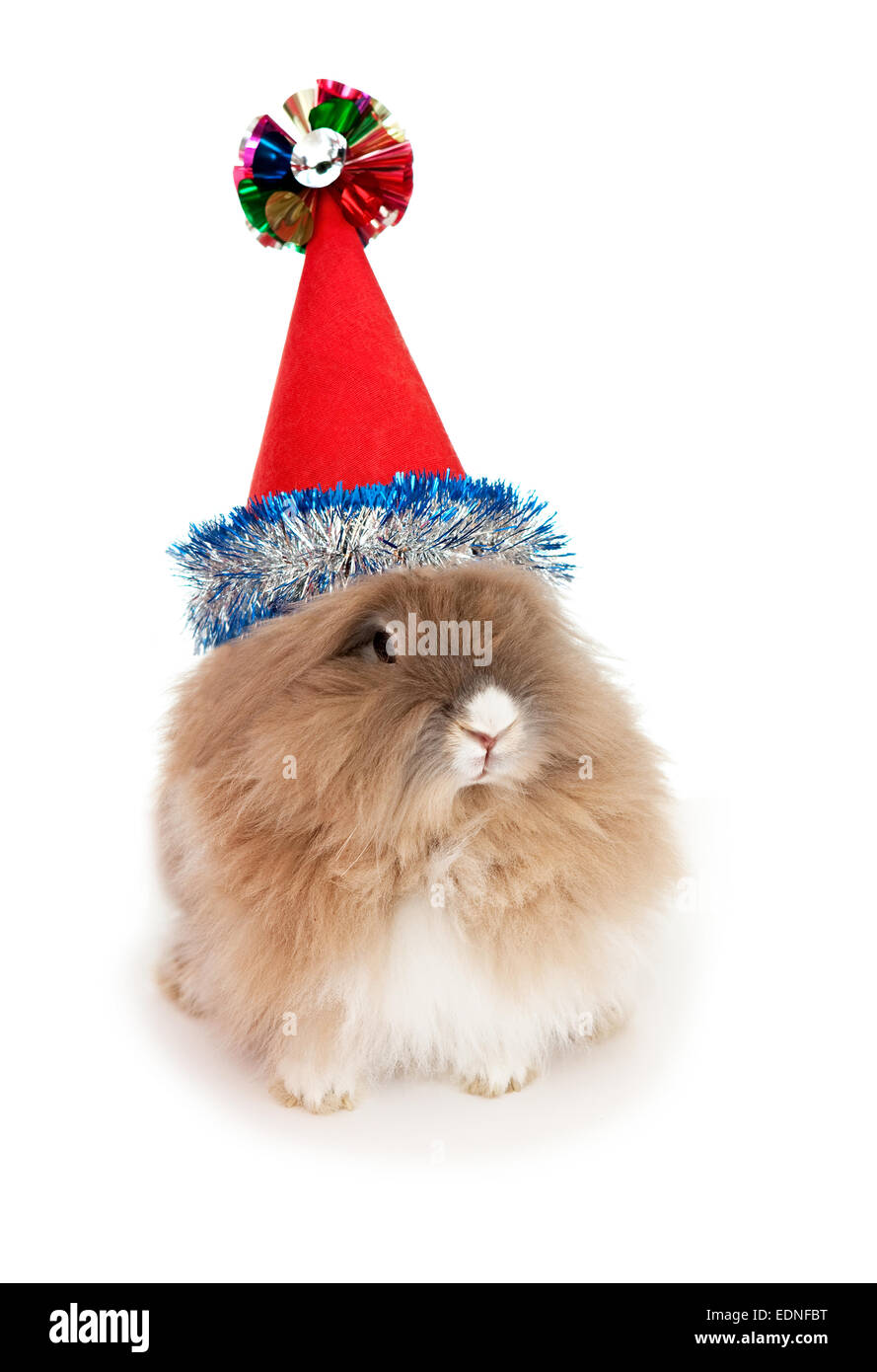 Dwarf lionhead hi-res stock photography and images - Alamy