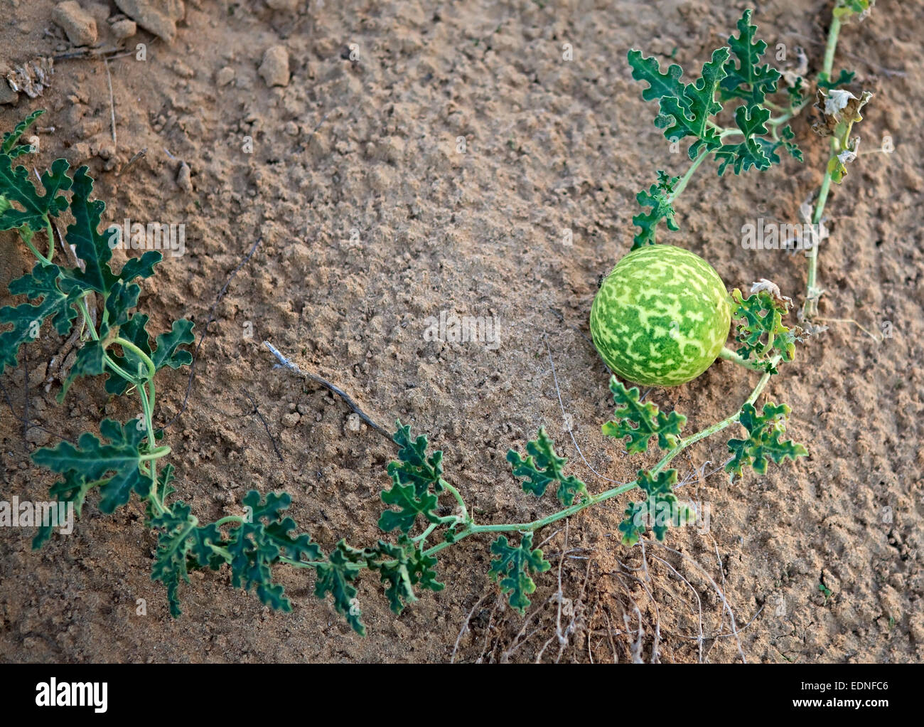Watermelon plants hi-res stock photography and images - Alamy