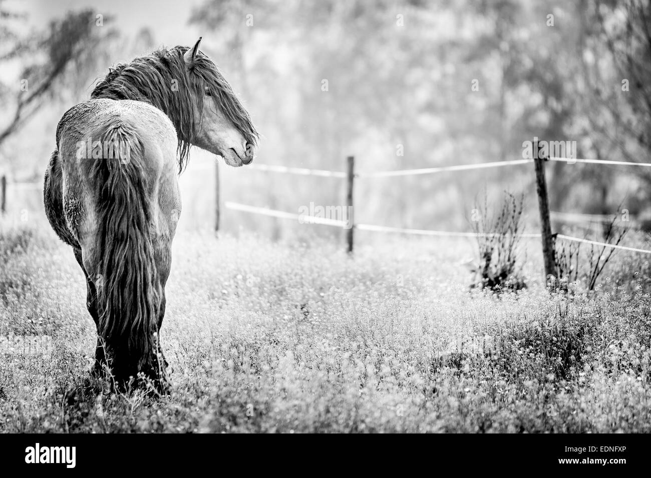 horse on pasture Stock Photo - Alamy