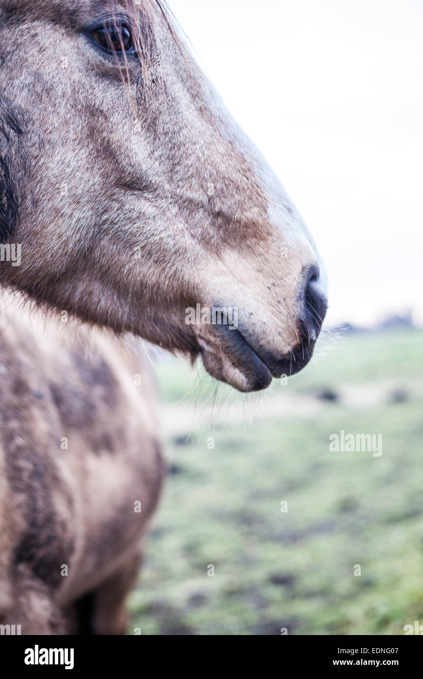 Dirty horse head hi-res stock photography and images - Alamy