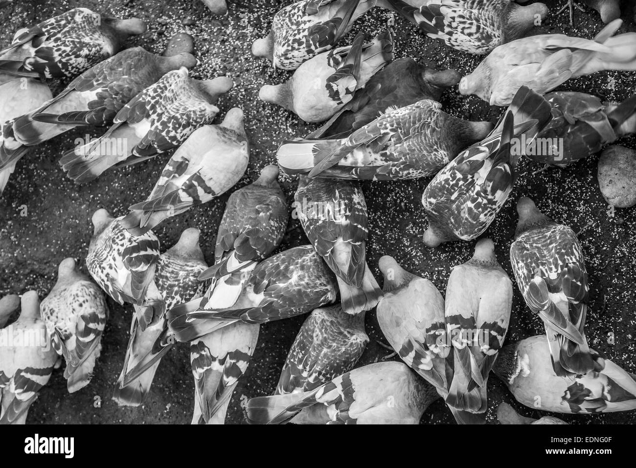 Ground seeds Black and White Stock Photos & Images - Alamy