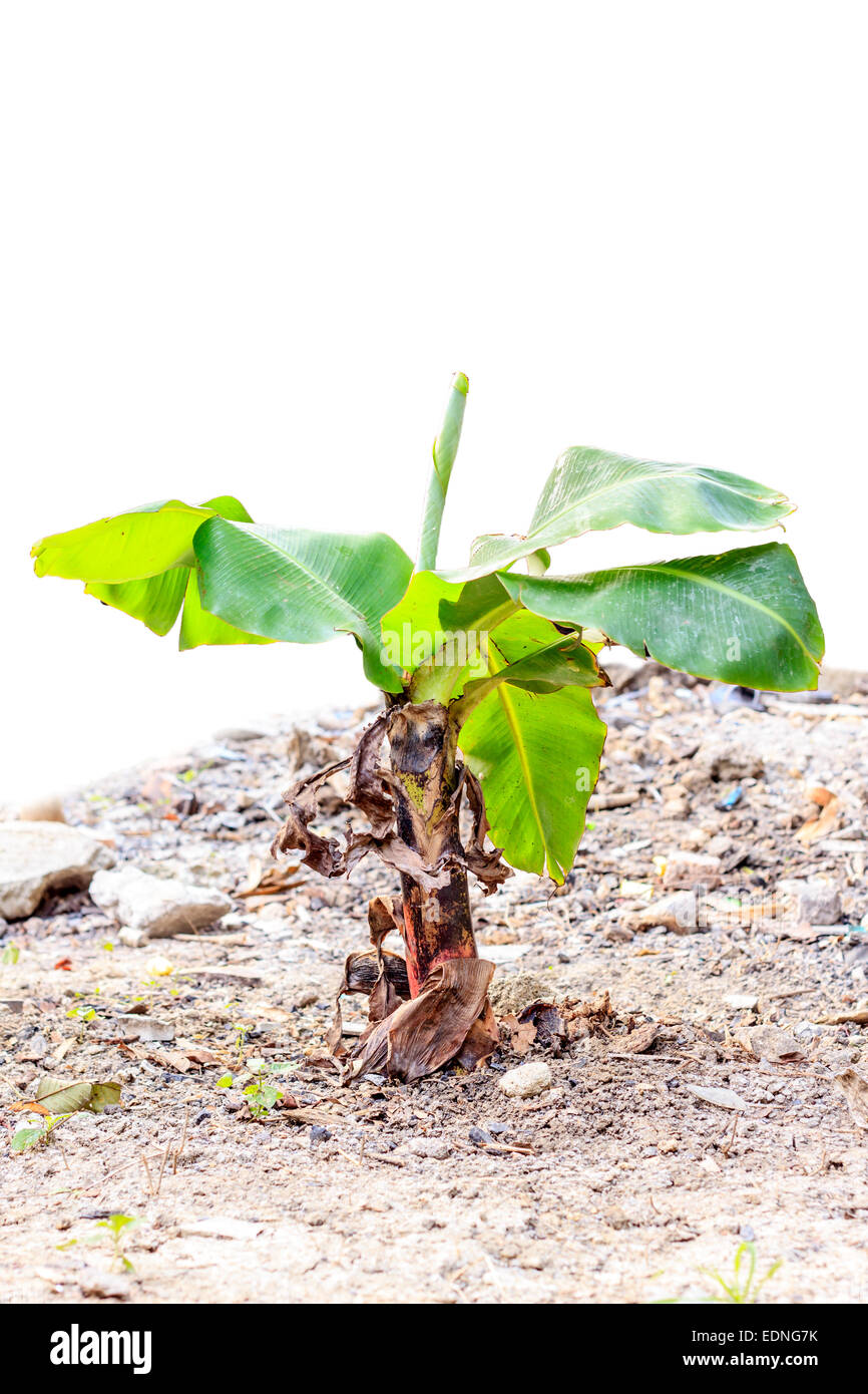 banana tree on ground isolated on white background Stock Photo - Alamy