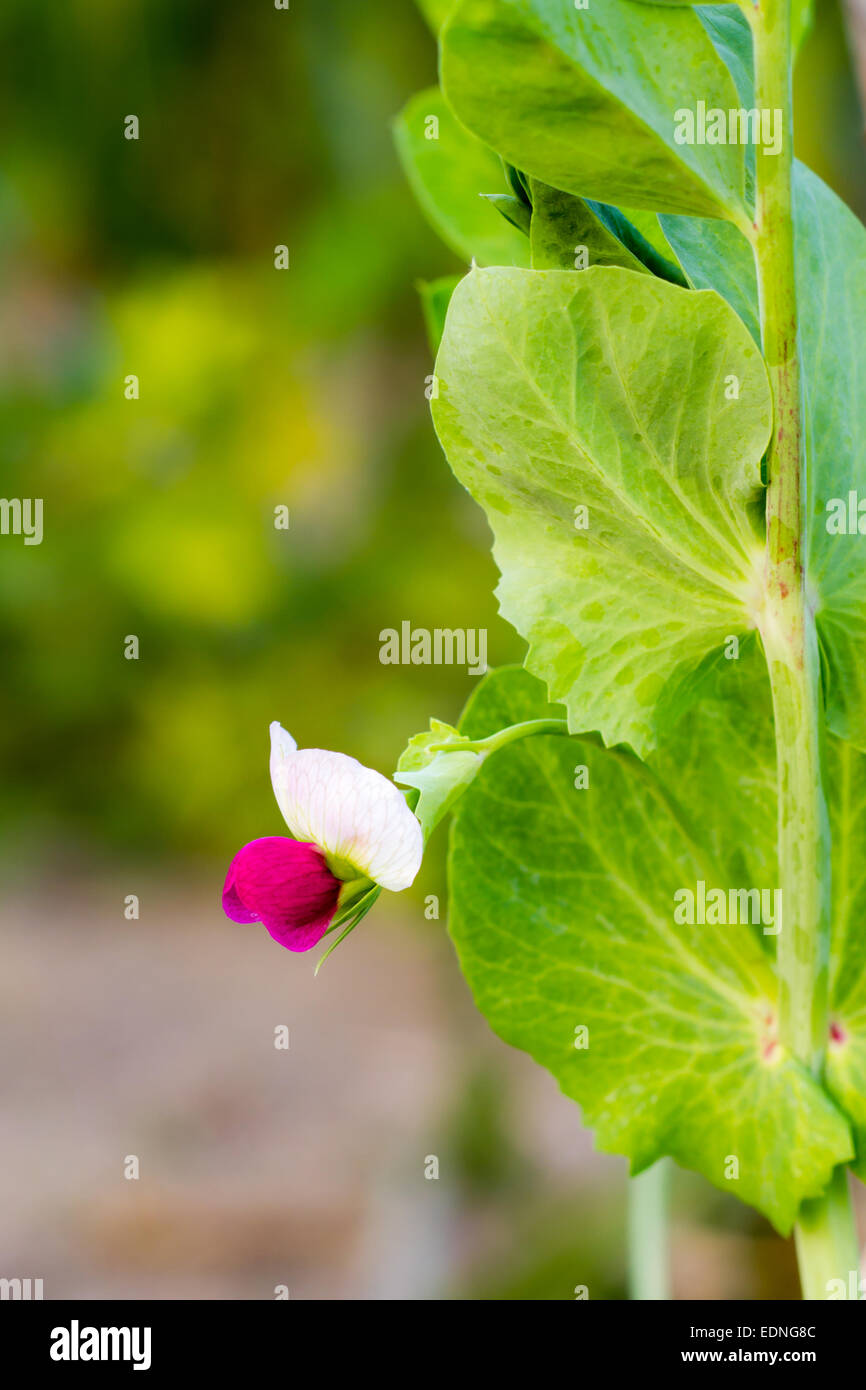 String bean flowers in the nature garden Stock Photo - Alamy