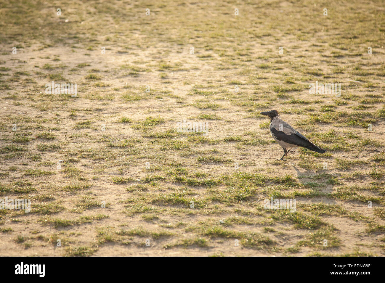 bird walking on the lawn Stock Photo - Alamy