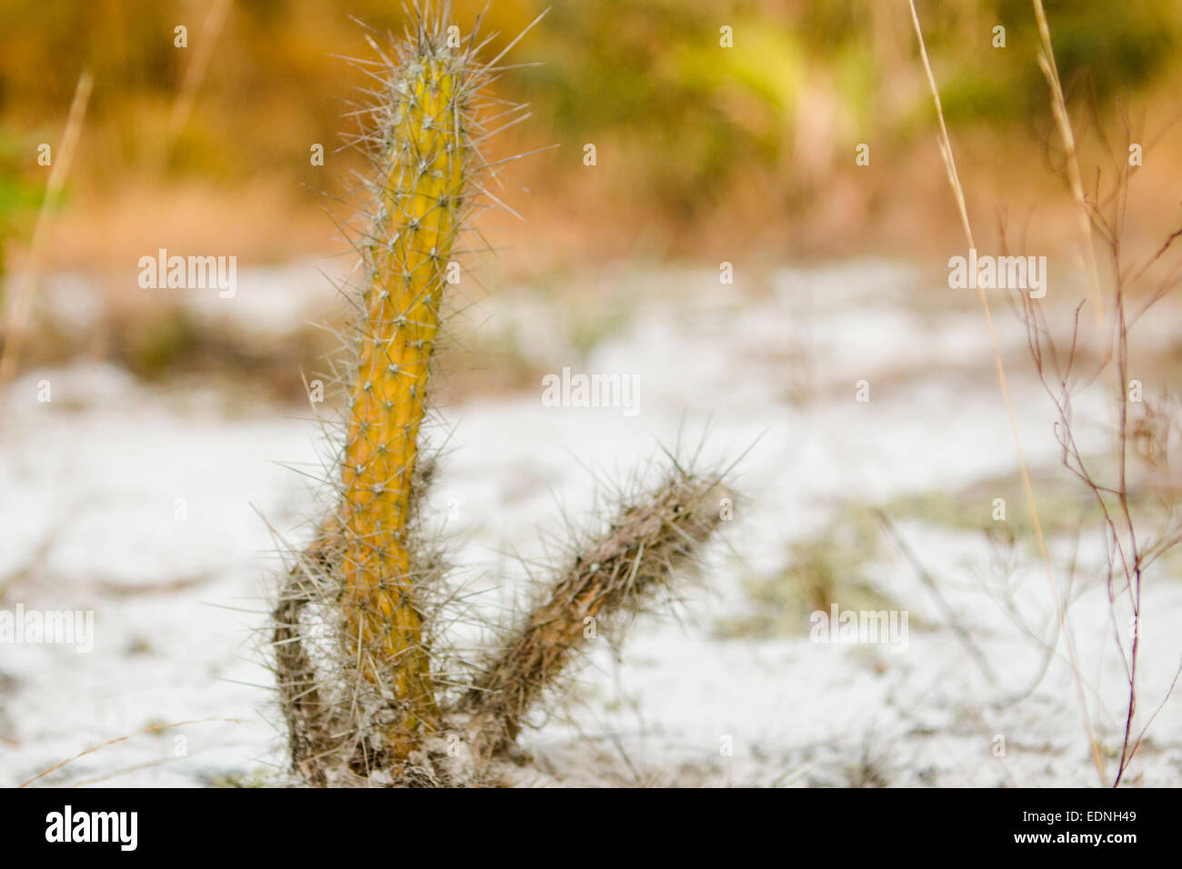 Florida cactus hi-res stock photography and images - Alamy