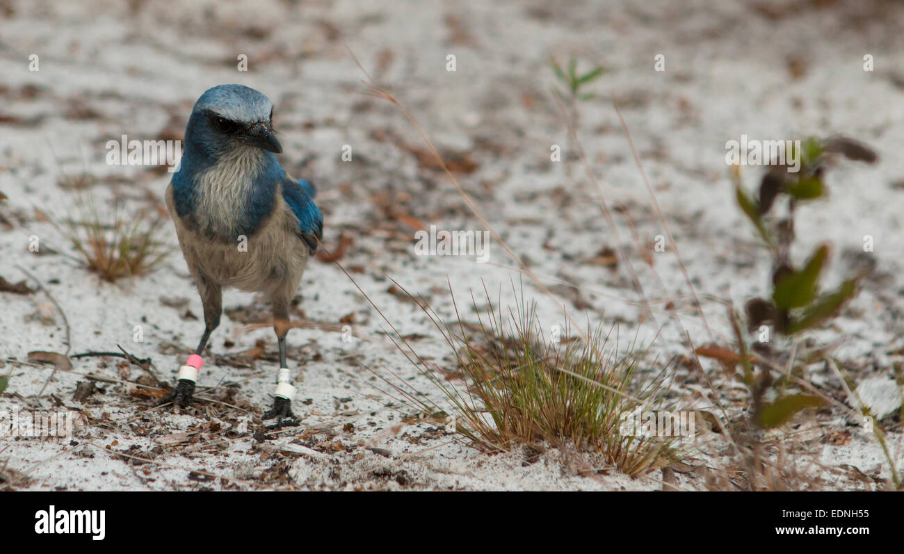 Close up of a Florida scrub jay foraging for food - Aphelocoma ...