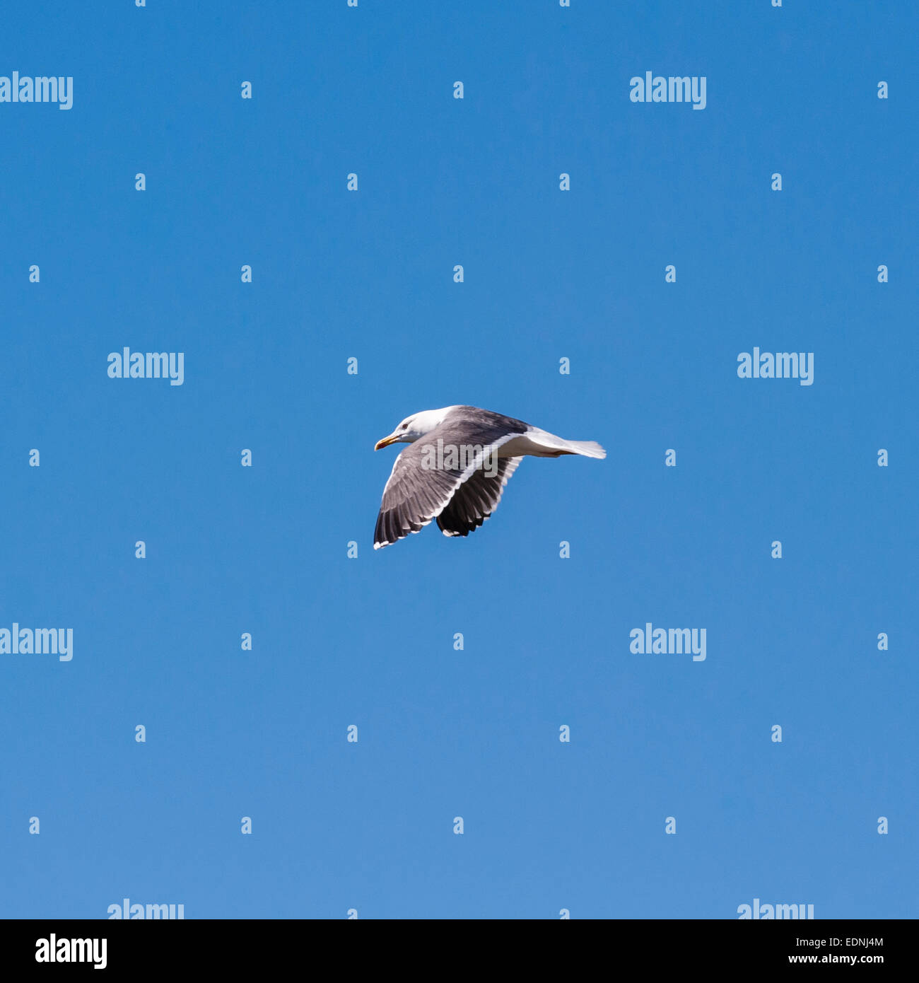 English seagull hi-res stock photography and images - Alamy