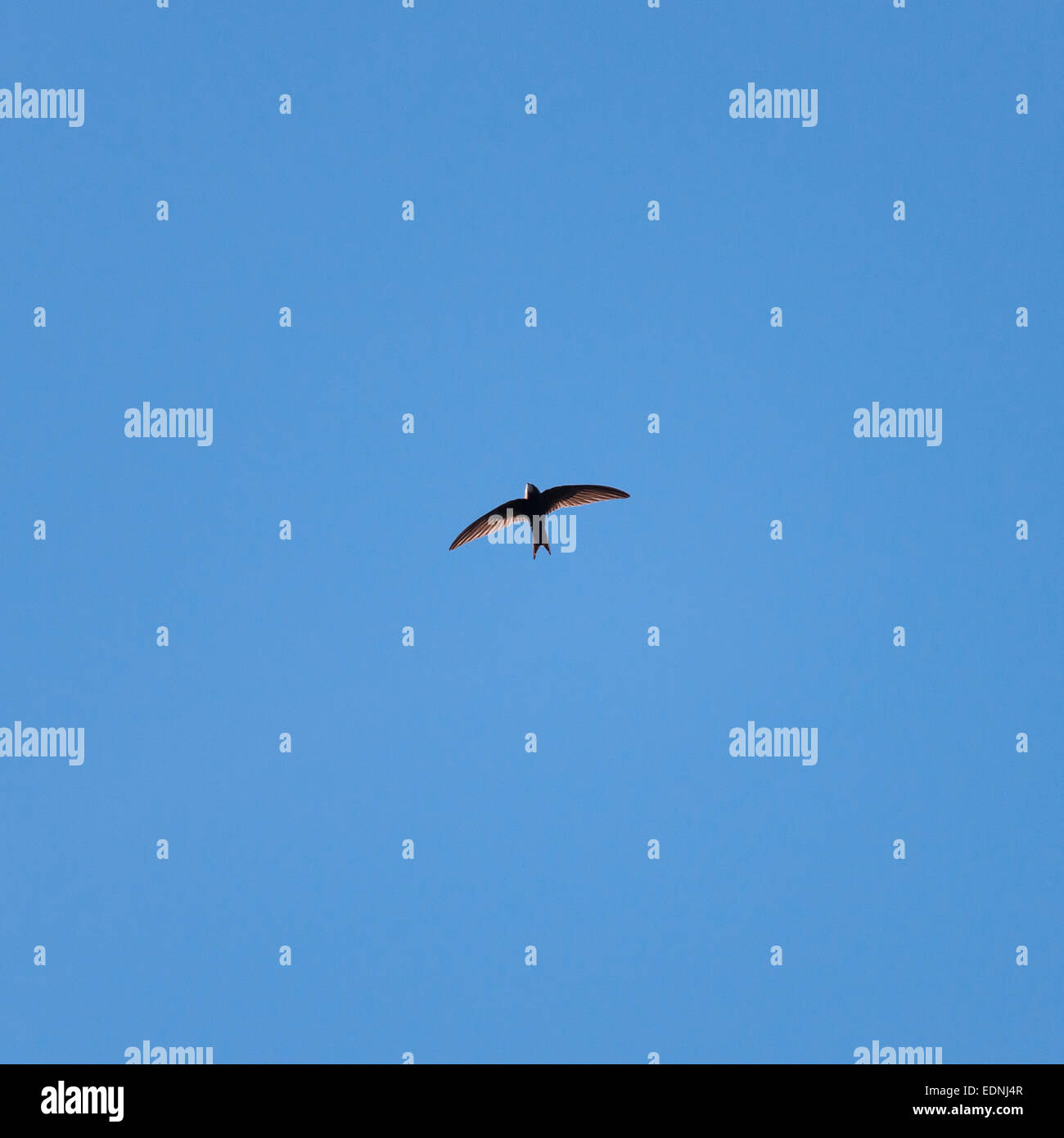 Swift birds hi-res stock photography and images - Alamy