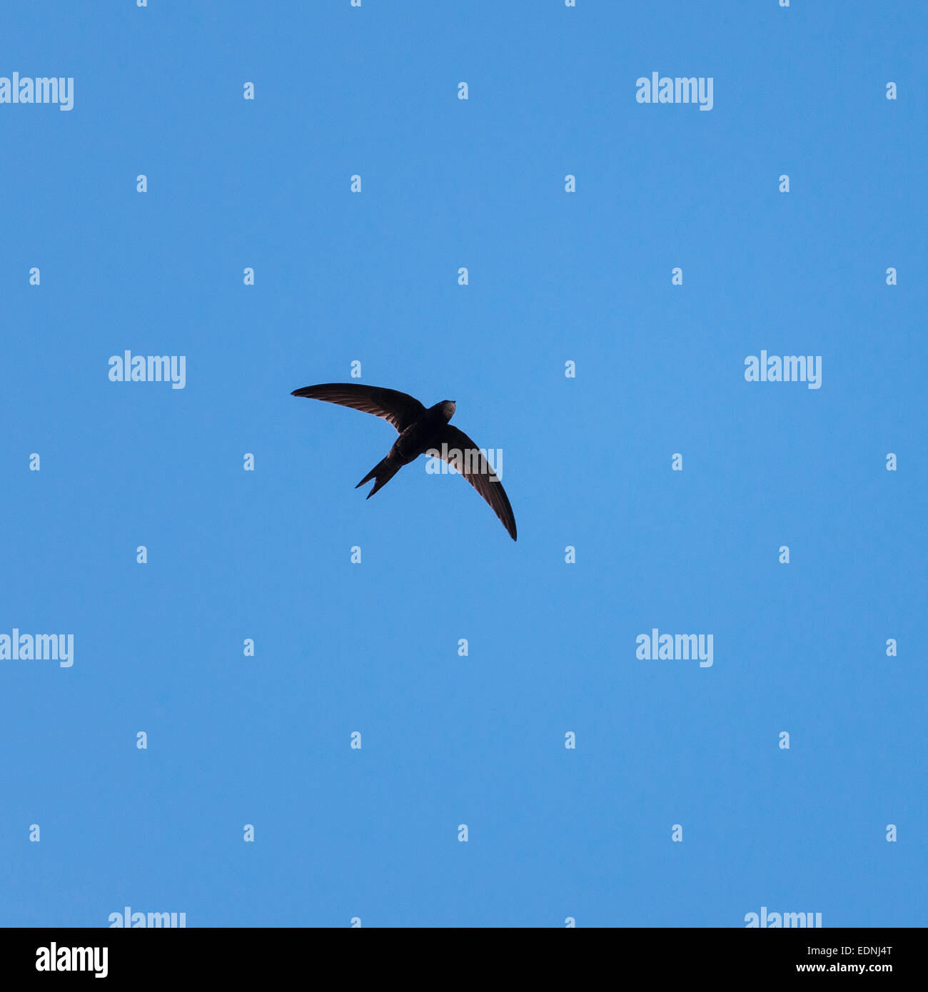 A Swift (Apus apus) in Flight in the Uk Stock Photo - Alamy