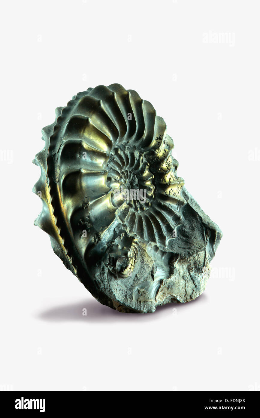 Cephalopods fossil hi-res stock photography and images - Alamy