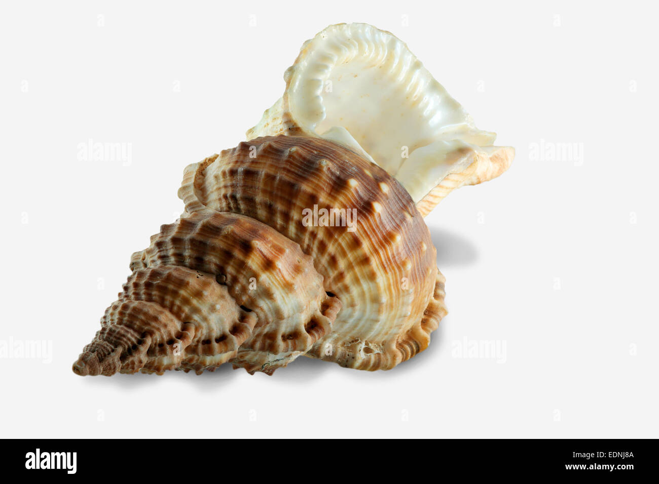 Bufonaria crumena hi-res stock photography and images - Alamy