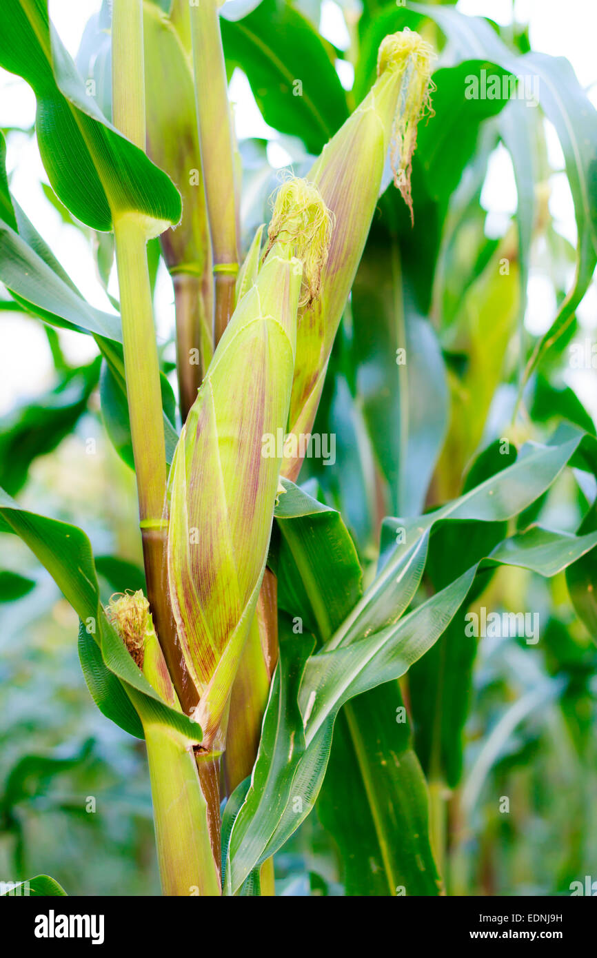 Closeup corn on the stalk in the corn field Stock Photo - Alamy