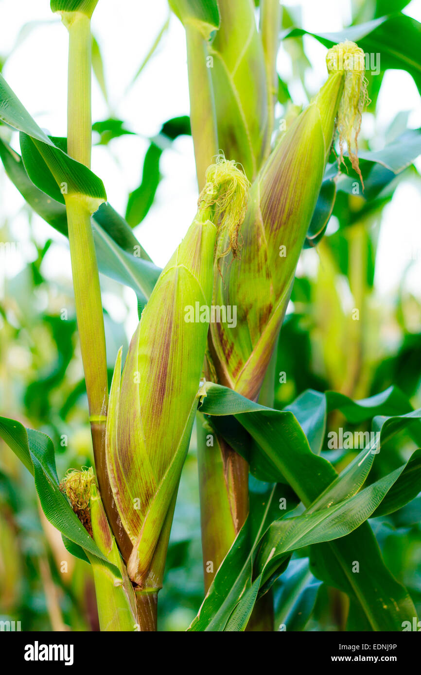 Sweet corn growing stalk hi-res stock photography and images - Alamy