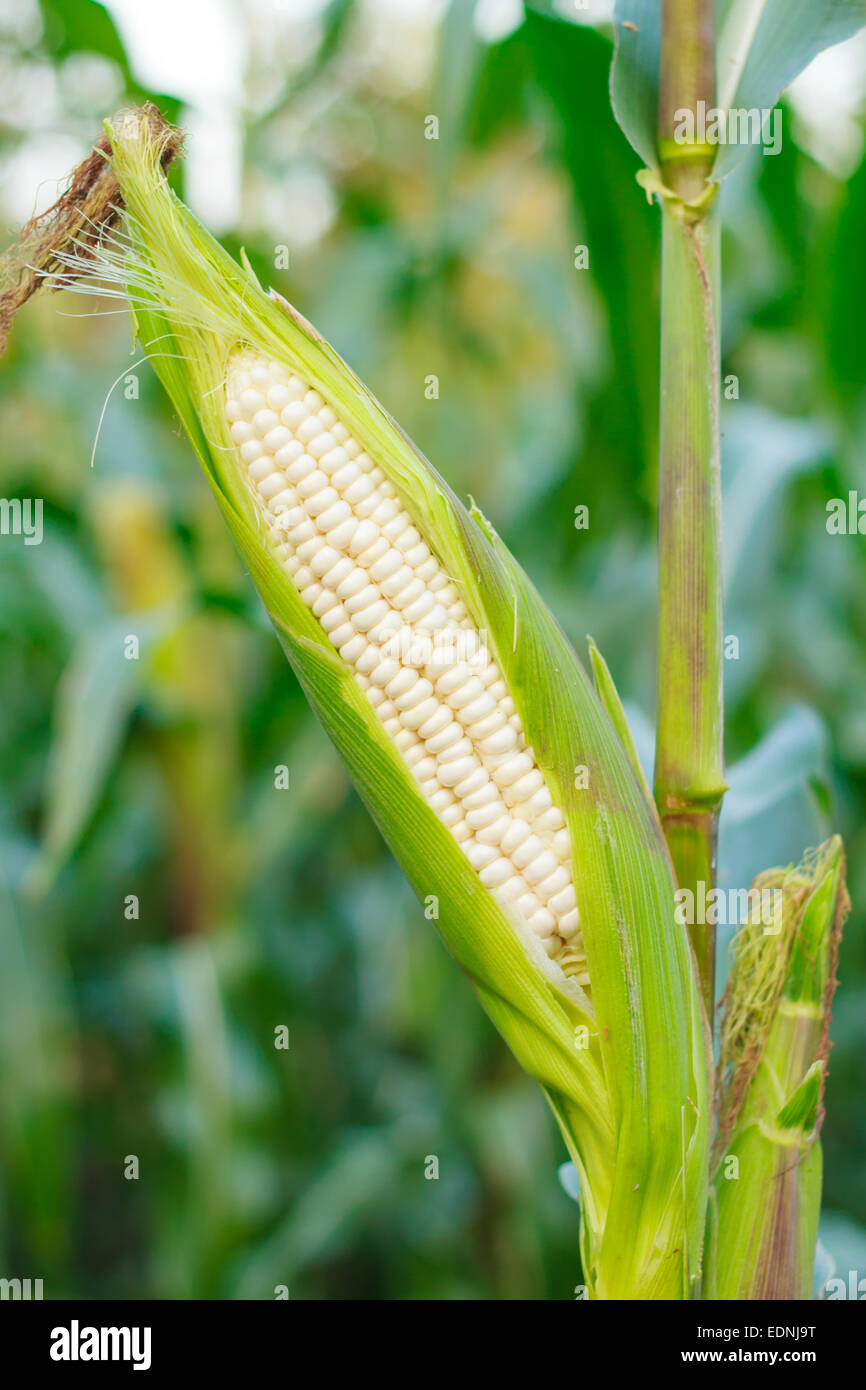 Closeup corn on the stalk in the corn field Stock Photo - Alamy