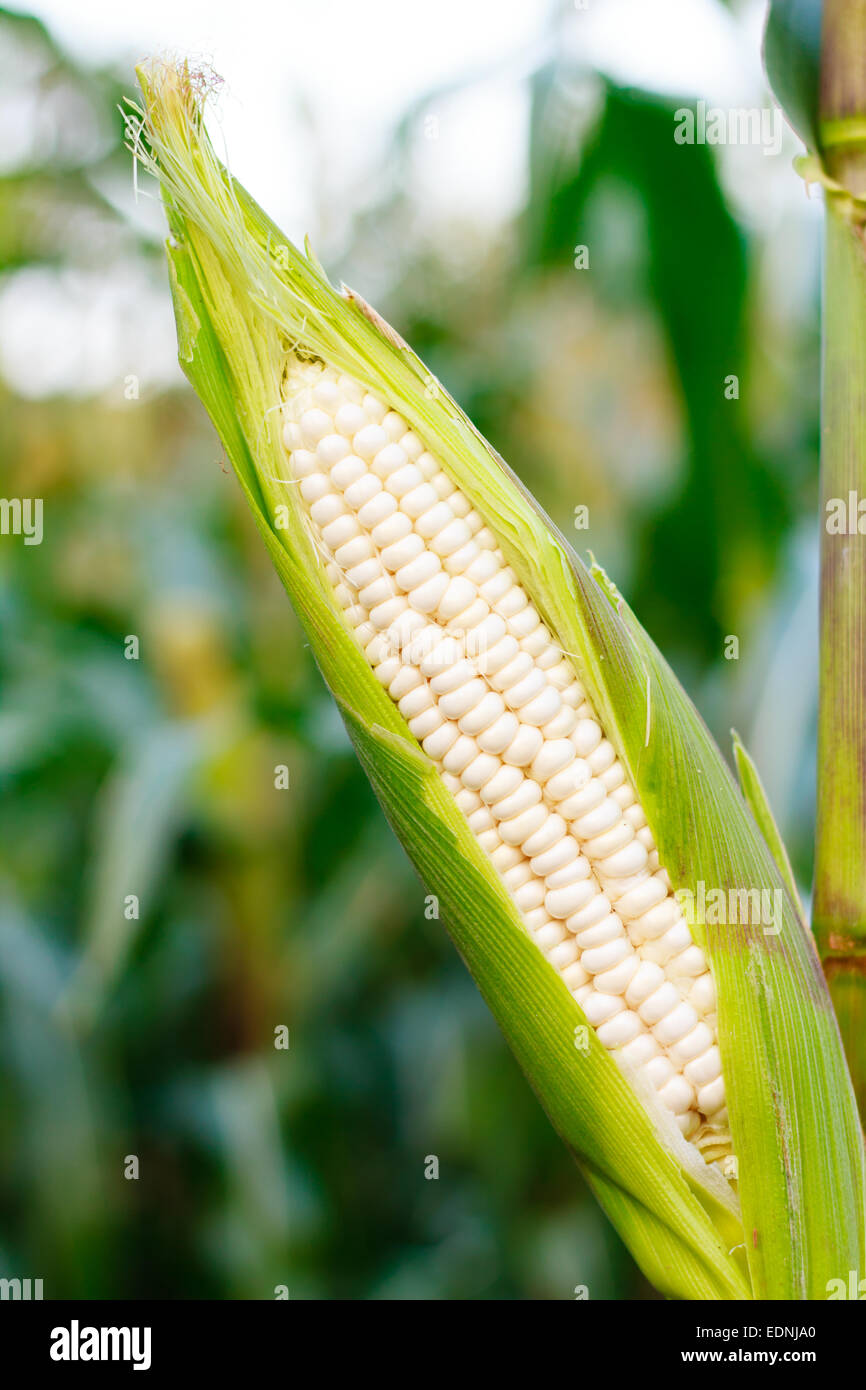 Corn stalk fuel hi-res stock photography and images - Alamy