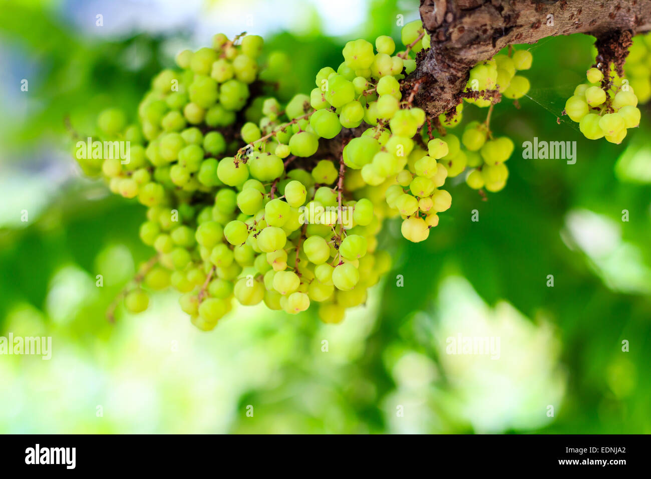 star gooseberry on tree in the garden Stock Photo - Alamy